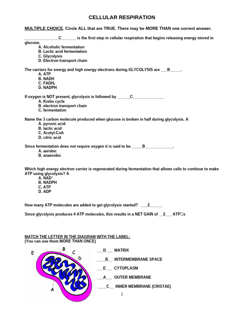 Cellular Respiration Overview and Processes | PDF | Cellular ...
