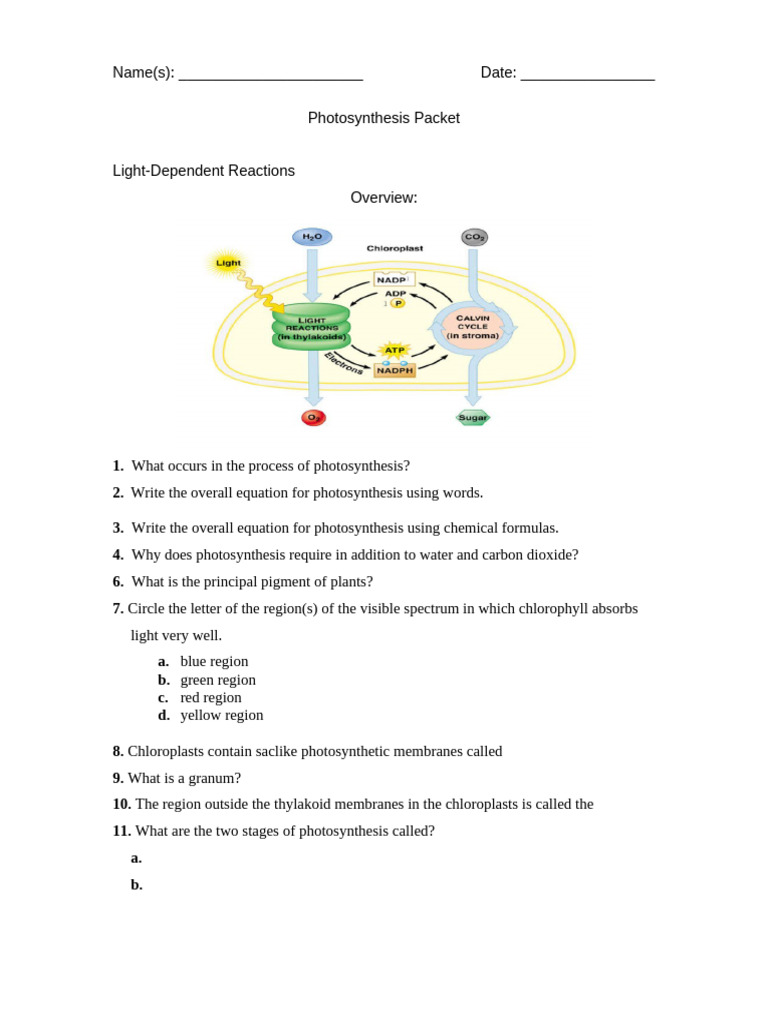 Photosynthesis Overview and Reactions Guide | PDF | Photosynthesis ...