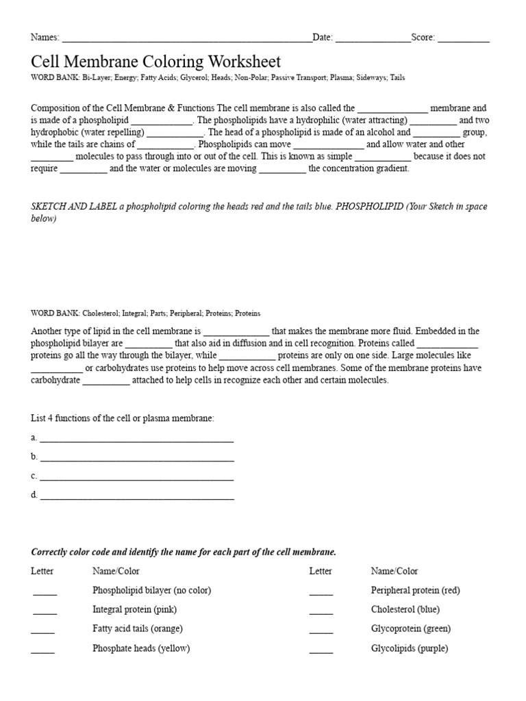 Cell-membrane-worksheet | PDF | Cell Membrane | Phospholipid
