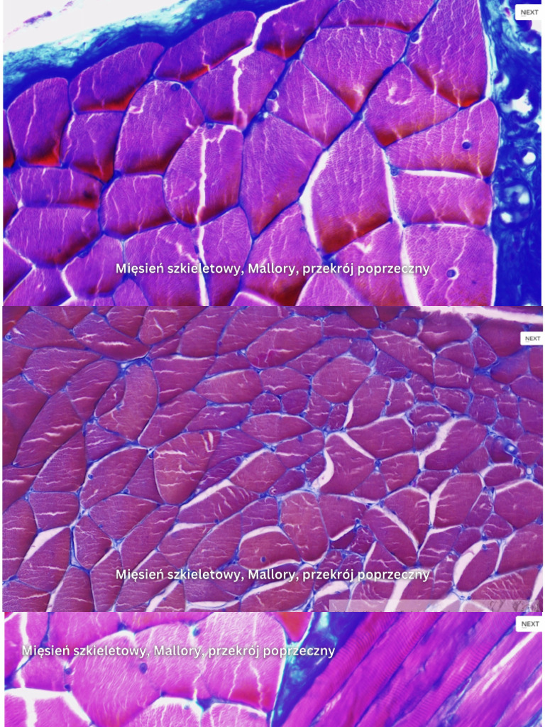 Histo P TKANKA MIĘŚNIOWA 2023 | PDF