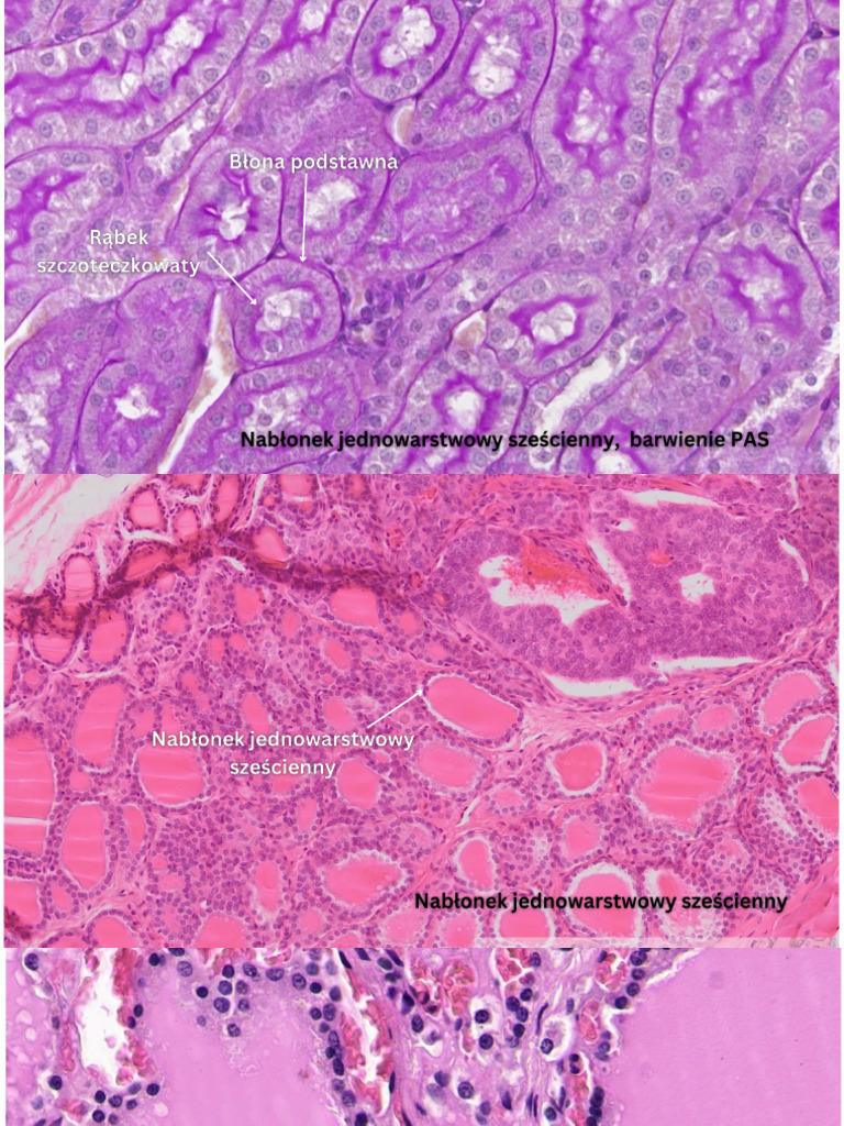Histo P Tkanka Nabłonkowa 2023 | PDF