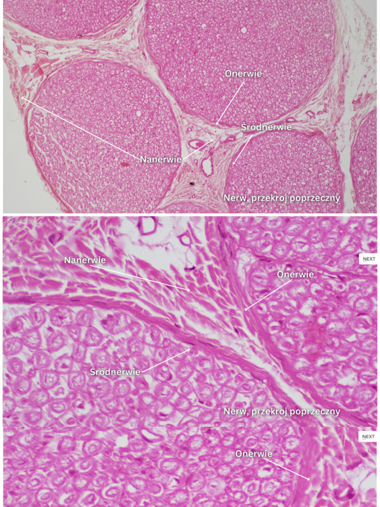 Histo p Tkanka Nerwowa 2023 | PDF