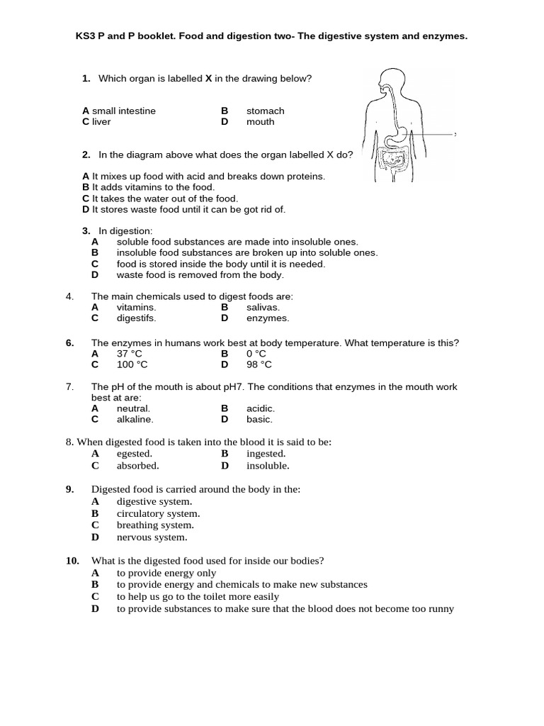KS3 Digestive System Quiz | PDF