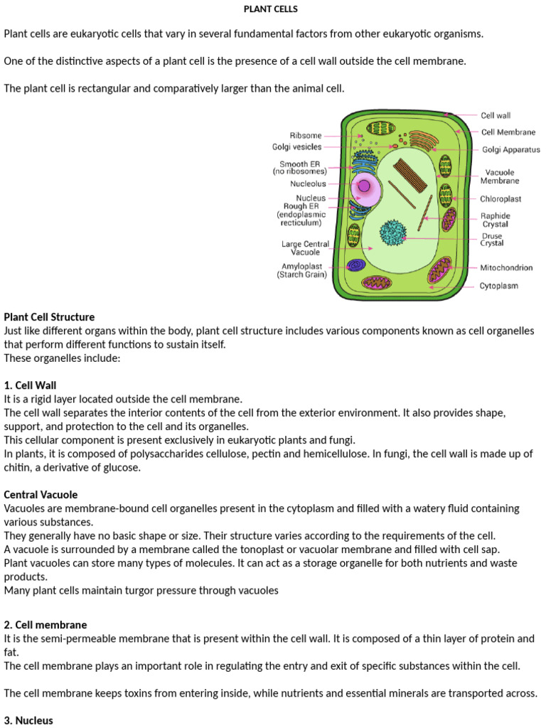 Overview of Plant Cell Structure and Functions | PDF | Cell (Biology ...