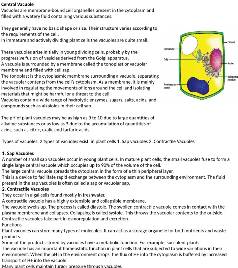 Plant Cell Vacuole | PDF