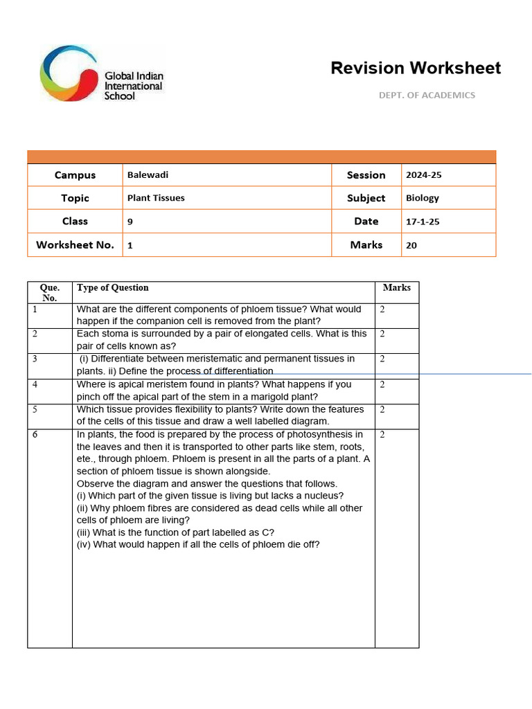 Plant Tissues Revision Worksheet 9th Grade | PDF | Tissue (Biology ...