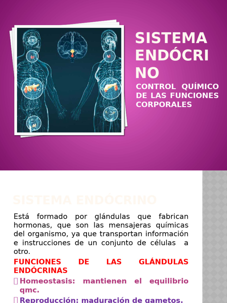 SISTEMA ENDÓCRINO 4to Sec. | PDF | Sistema endocrino | Hormona estimulante de la tiroides
