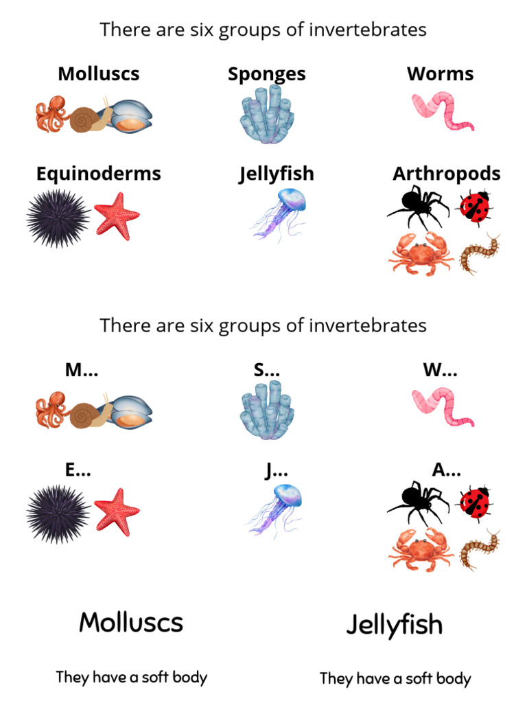 Invertebrates Presentation 3º | PDF