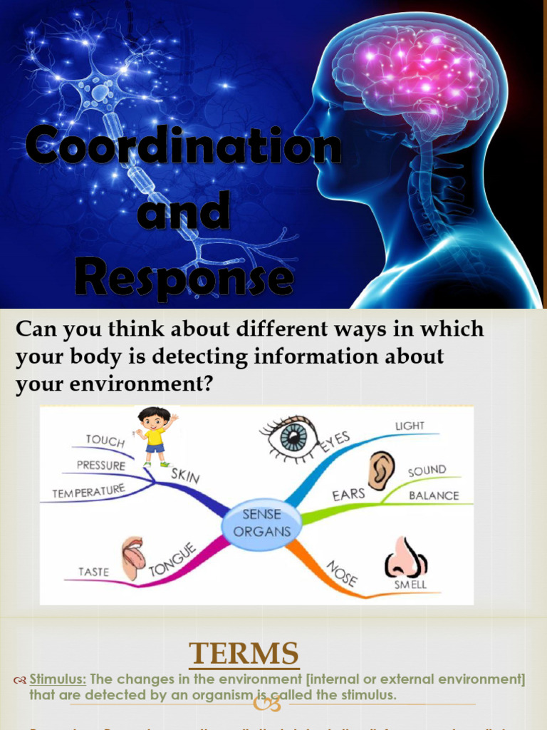 Coordination and Response PPT | PDF | Neuron | Axon