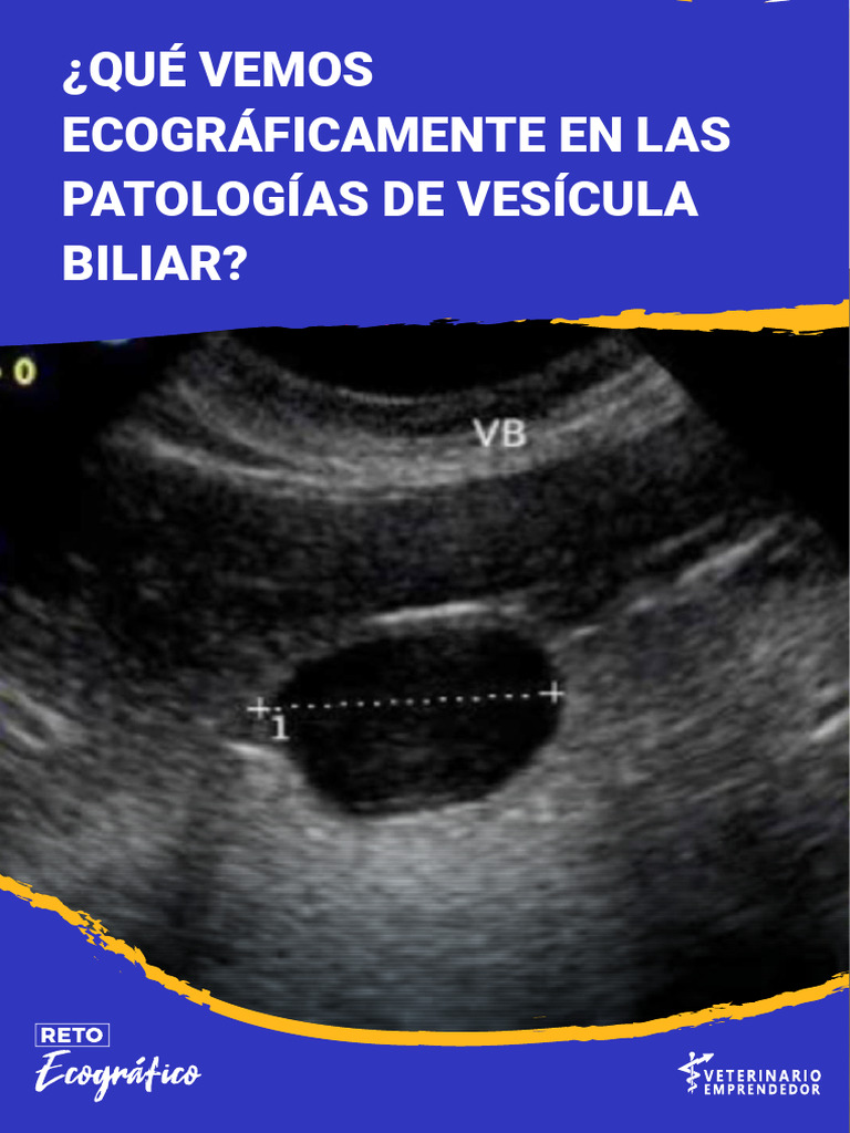 Ecografía de Vesícula Biliar en Gatos y Perros | PDF | Vesícula biliar ...