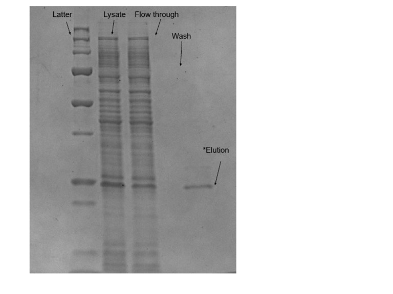 Latter Flow Through Lysate | PDF