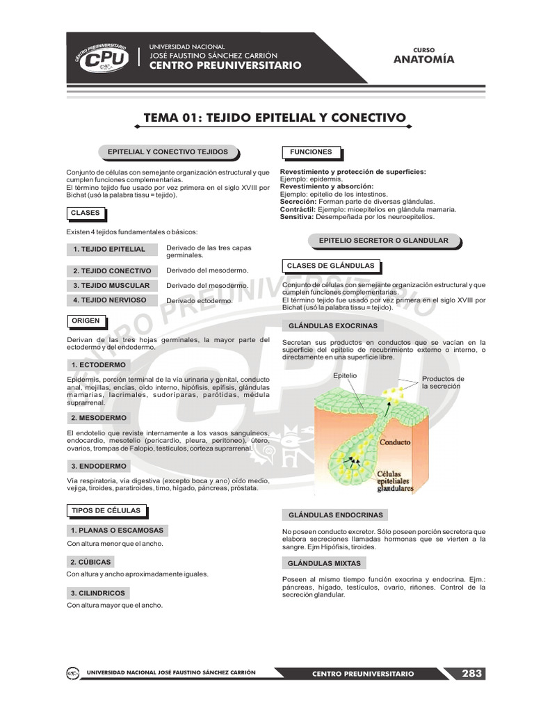 Anatomía: Tejidos Epitelial y Conectivo | PDF | Epitelio | Tejido conectivo