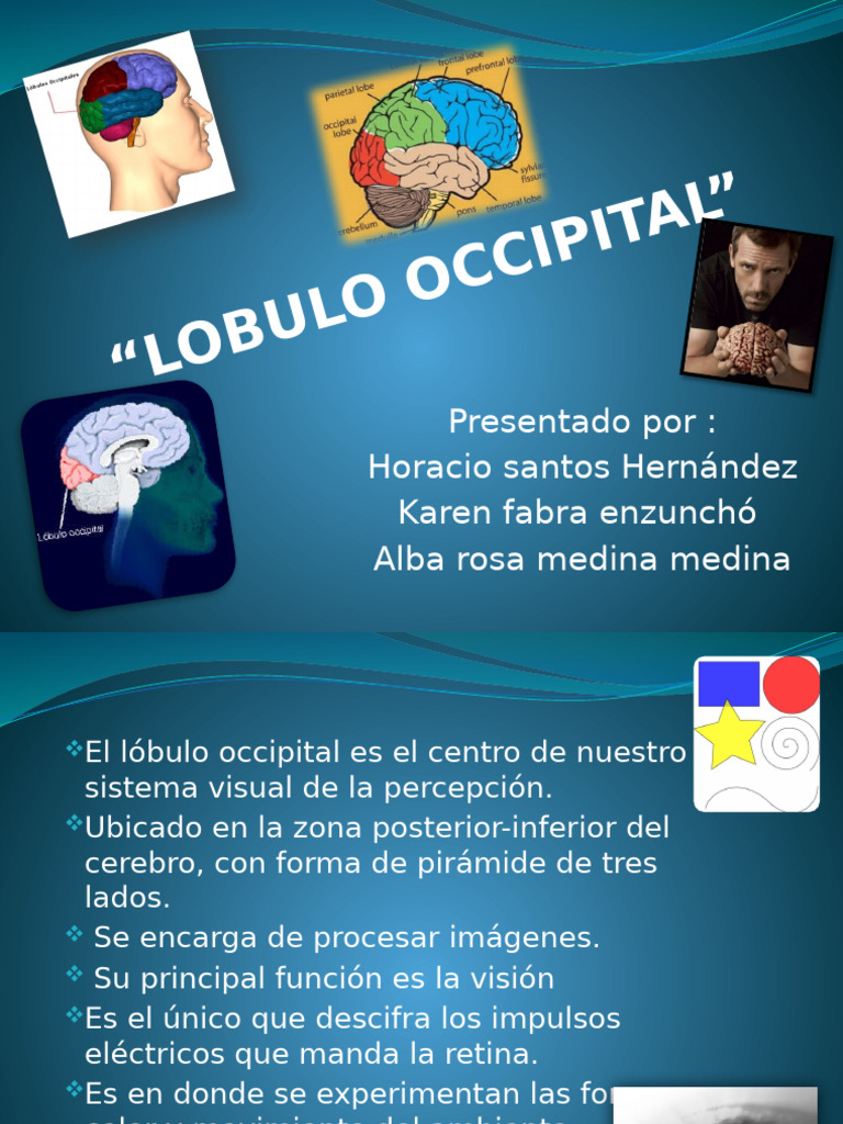 Lobulo Occipital | PDF | Lóbulo occipital | Percepción visual