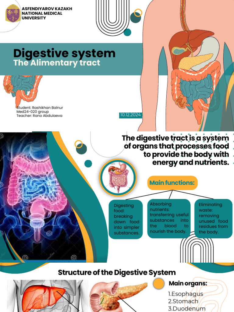 Overview of the Digestive System | PDF | Digestion | Gastrointestinal Tract