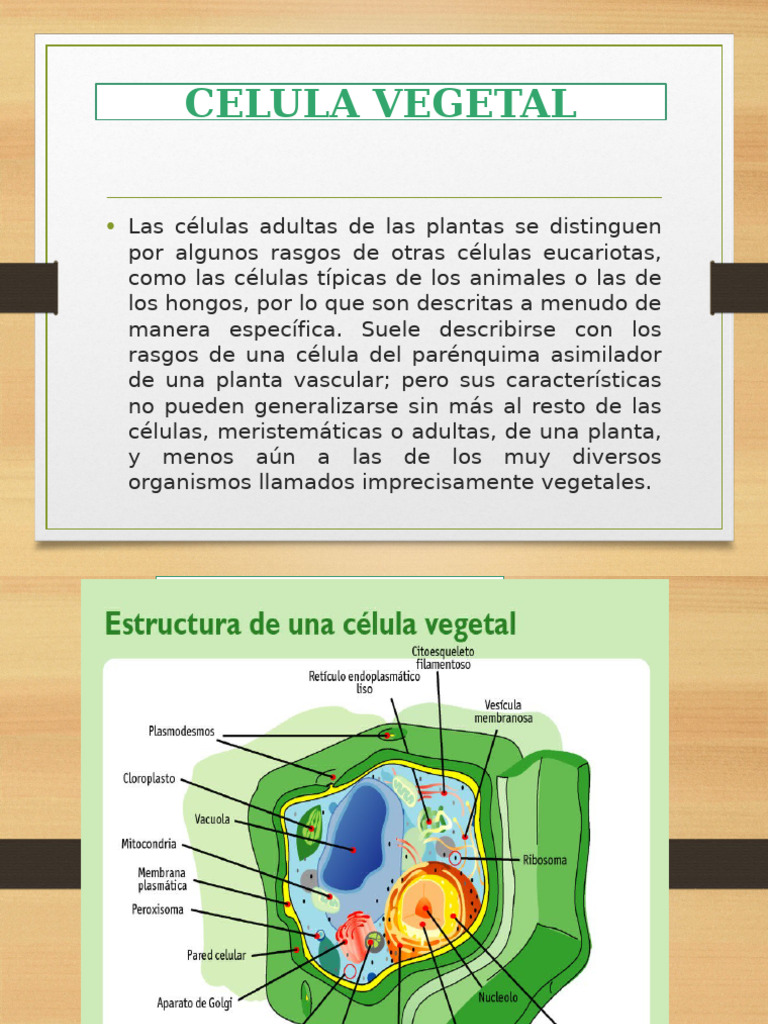 Celula Vegetal | PDF | Citoplasma | Nucleo celular