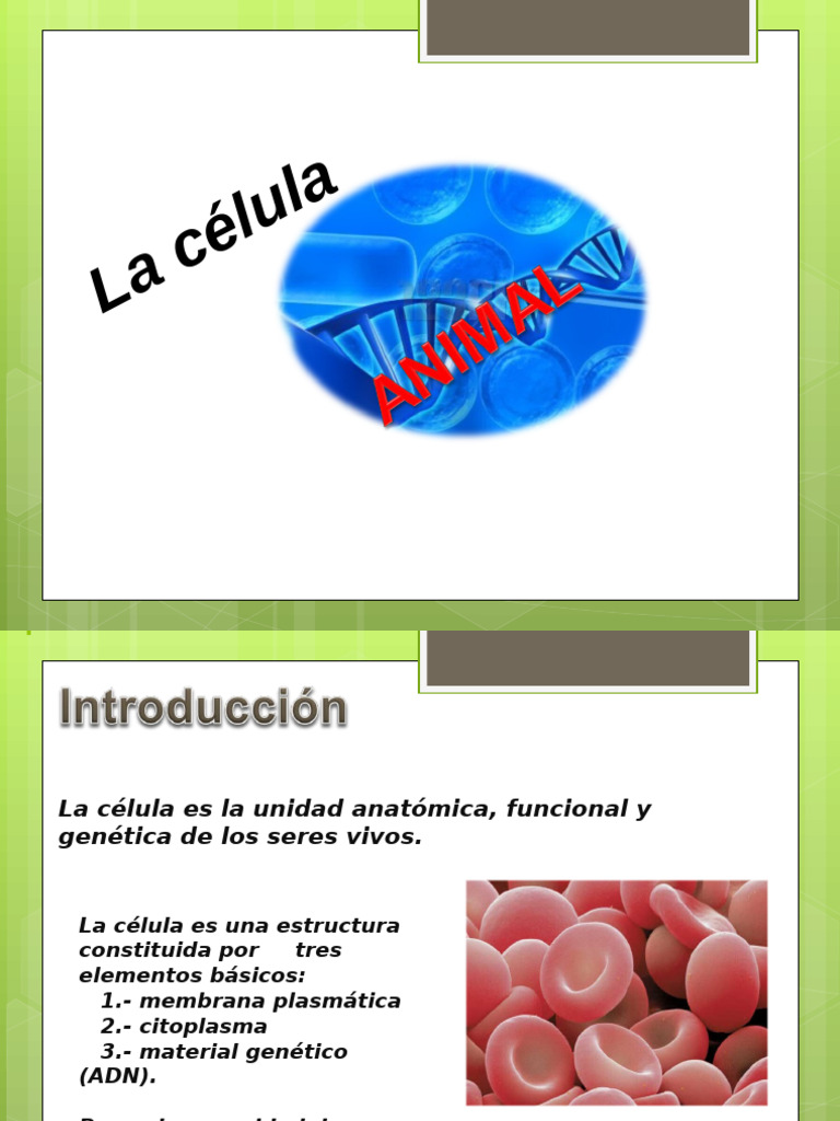 Estructura y funciones de la célula | PDF | Nucleo celular | Biología ...