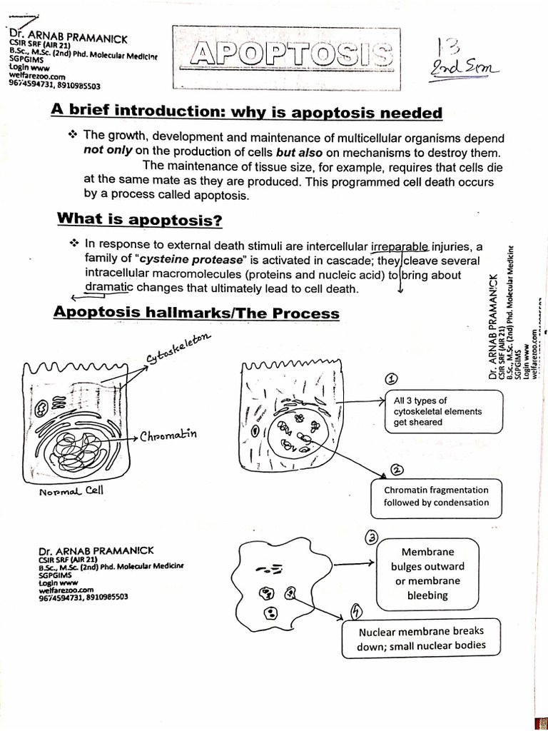 Apoptosis | PDF