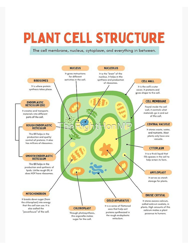 Plant cell | PDF