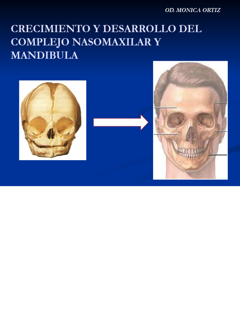 Tema 3-4 Crecimiento y Desarrollo Complejo Nasomaxilar y Mandibula ...