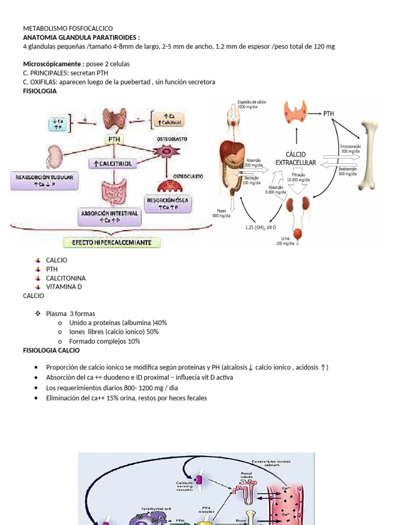 Metabolismo Fosfocalcico | PDF | Vitamina D | Calcio