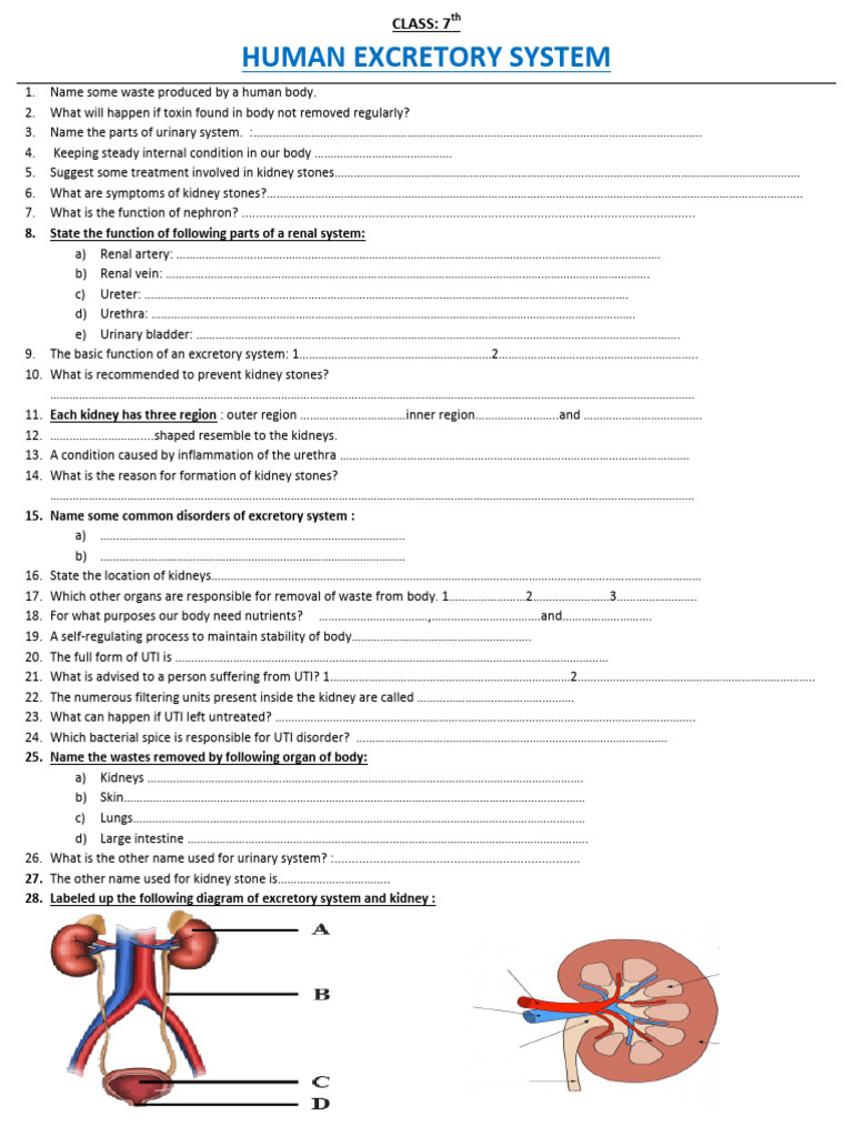 Class 7 Human Excretory System Worksheet | PDF | Urinary System ...