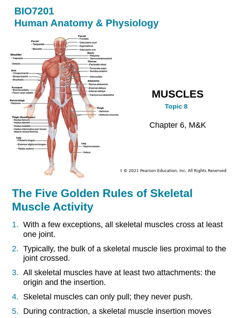 BIO7201 - Topic 8 - Muscles | PDF | Anatomical Terms Of Motion | Human Leg