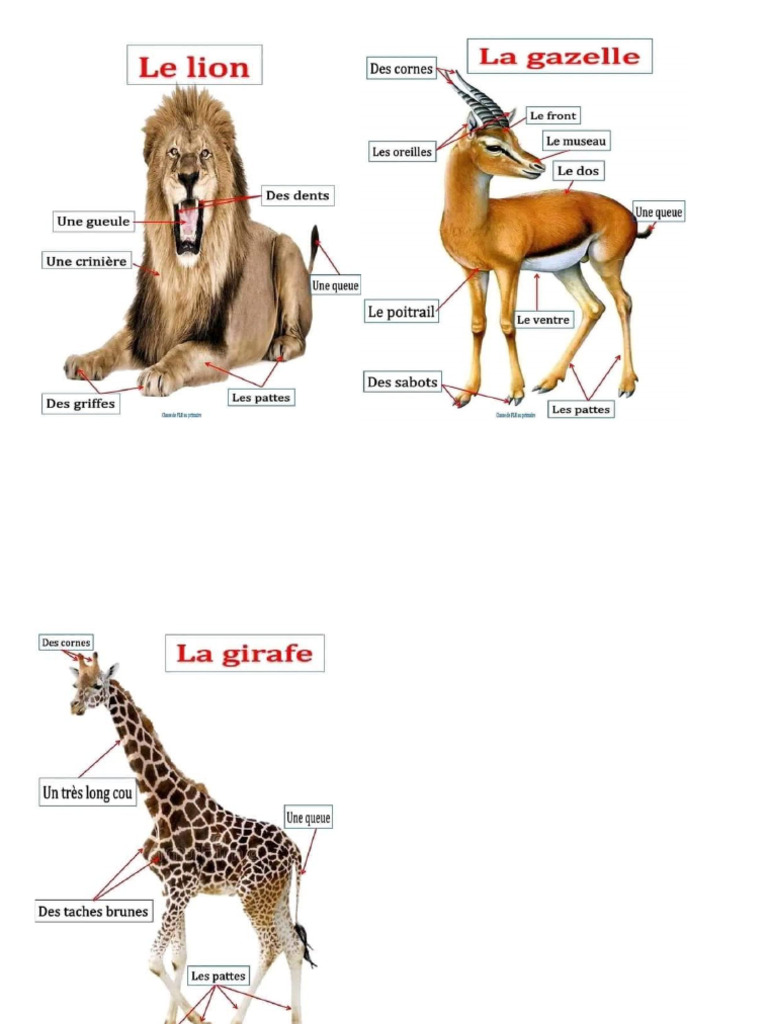 La Gazelle | PDF