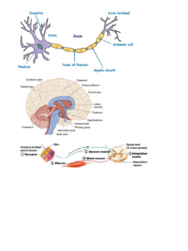 Science Diagram | PDF