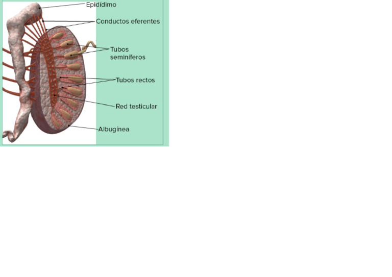 Testiculo | PDF