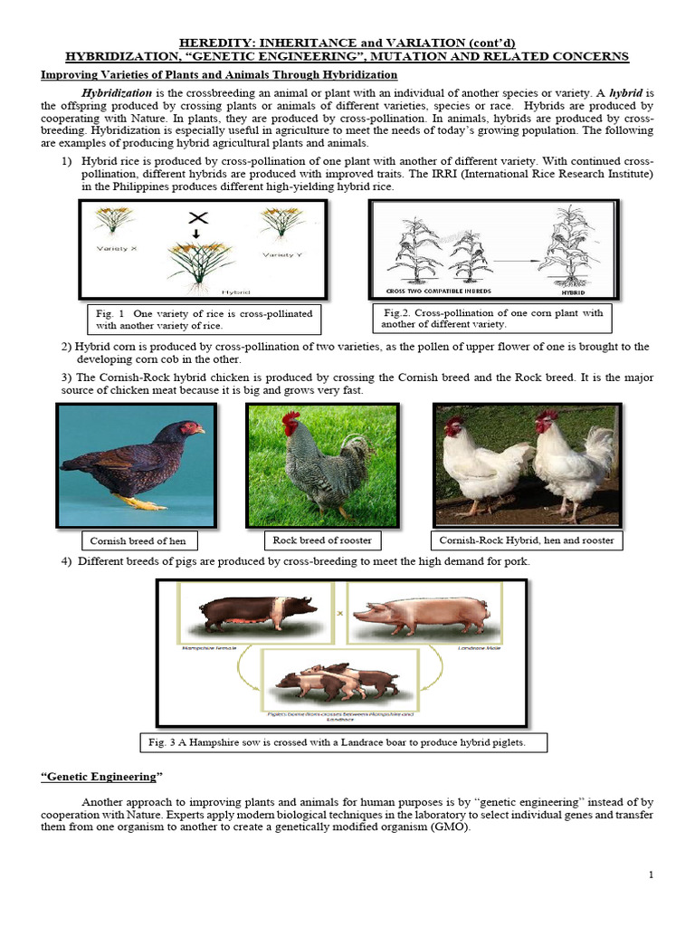 Hybridization and Genetic Engineering Explained | PDF | Mutation ...