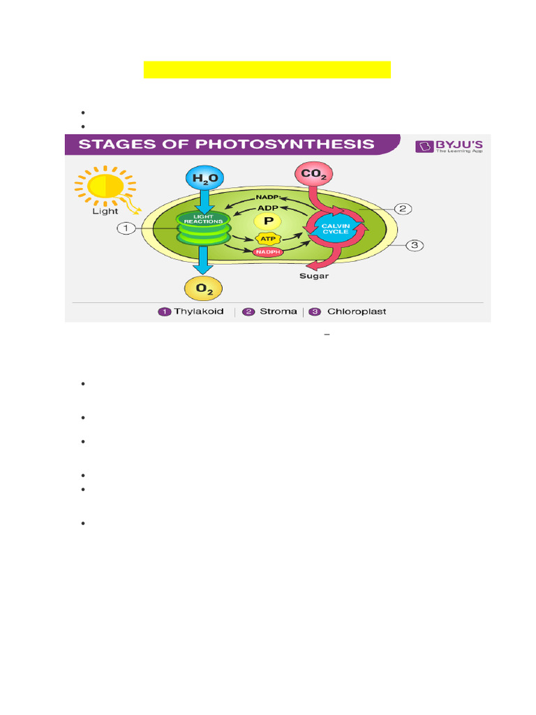 Phases of Photosynthesis Explained | PDF | Photosynthesis | Chloroplast
