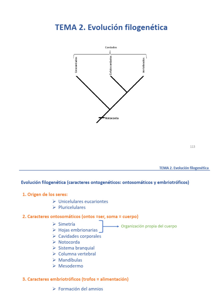 Tema 2. Evolución Filogenia | PDF | Vertebrados | Sistema nervioso