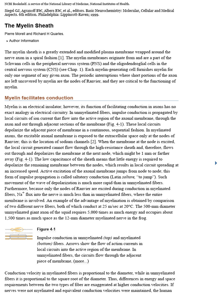 The Myelin Sheath - Basic Neurochemistry - NCBI Bookshelf | PDF ...