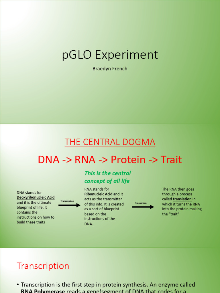PGLO Presentation | PDF | Rna | Translation (Biology)