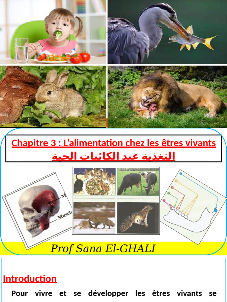 Alimentation des êtres vivants et régimes | PDF | Dent | Tractus gastro ...