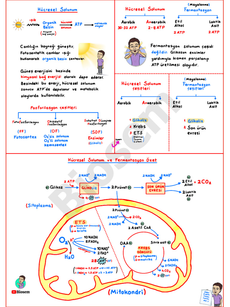 Hücresel Solunum Biosem-Kilidi Açıldı | PDF