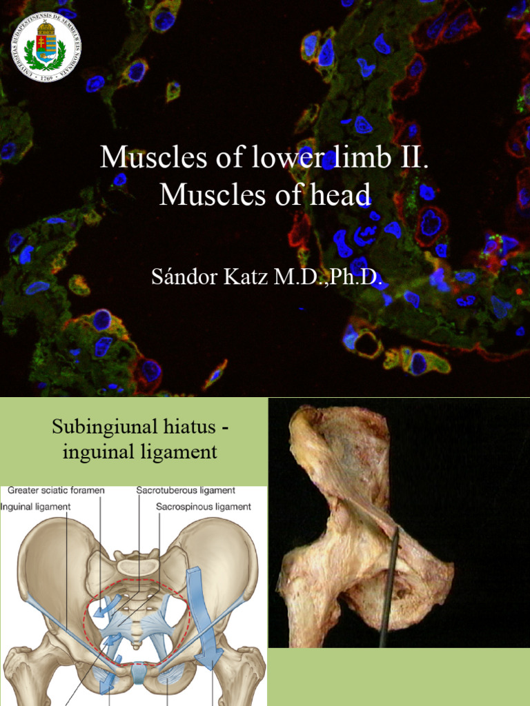 18 - Muscles of Lower Limb II. Muscles of Head (Dr. Katz) | PDF | Human ...