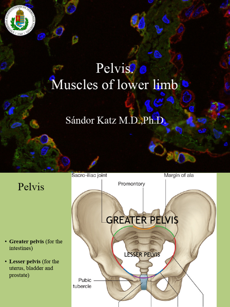14 - Pelvis. Muscles of Lower Limb (Dr. Katz) | PDF | Pelvis | Human Leg
