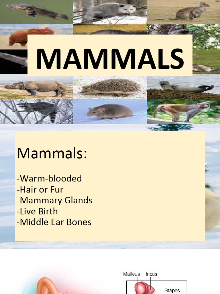 Mammals | PDF