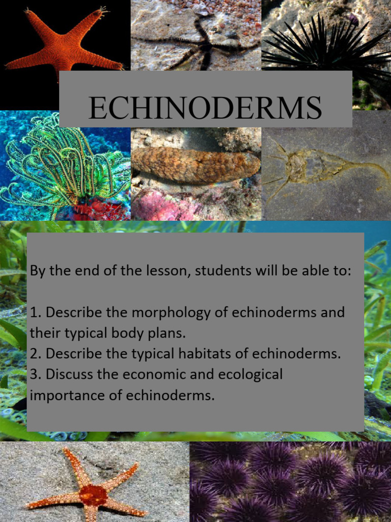 Echinoderms | PDF