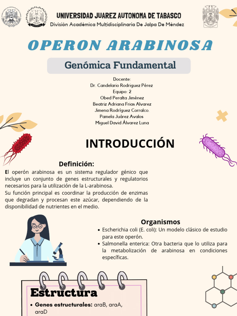 Equipo 1 Operon Arabinosa | PDF | Operón | Gene