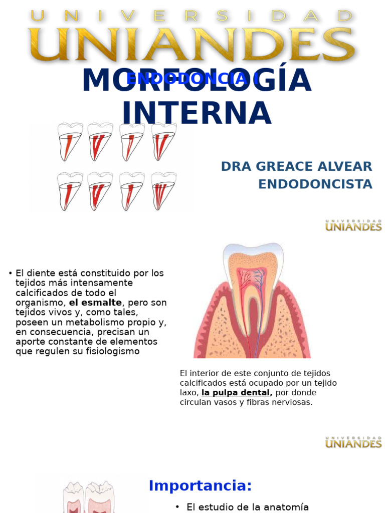 Morfología Interna del Diente en Endodoncia | PDF | Anatomia dental ...
