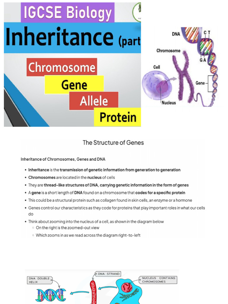 Inheretance (0610) Y11 | PDF