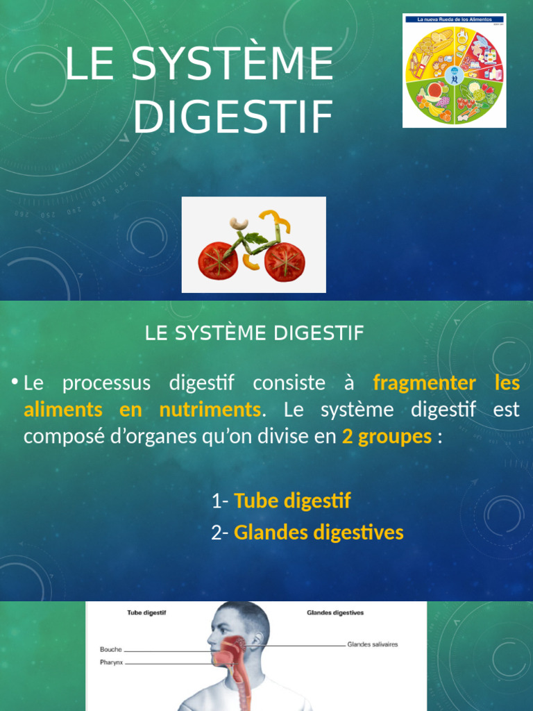Le Système Digestif | PDF | Tractus gastro-intestinal | Estomac