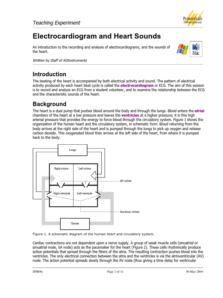 PowerLab ECG | PDF | Atrium (Heart) | Ventricle (Heart)