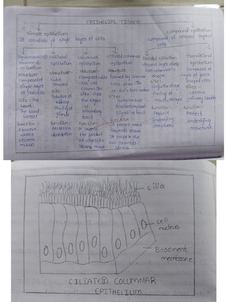 HAP Ex-2 Tissue Diagrams | PDF