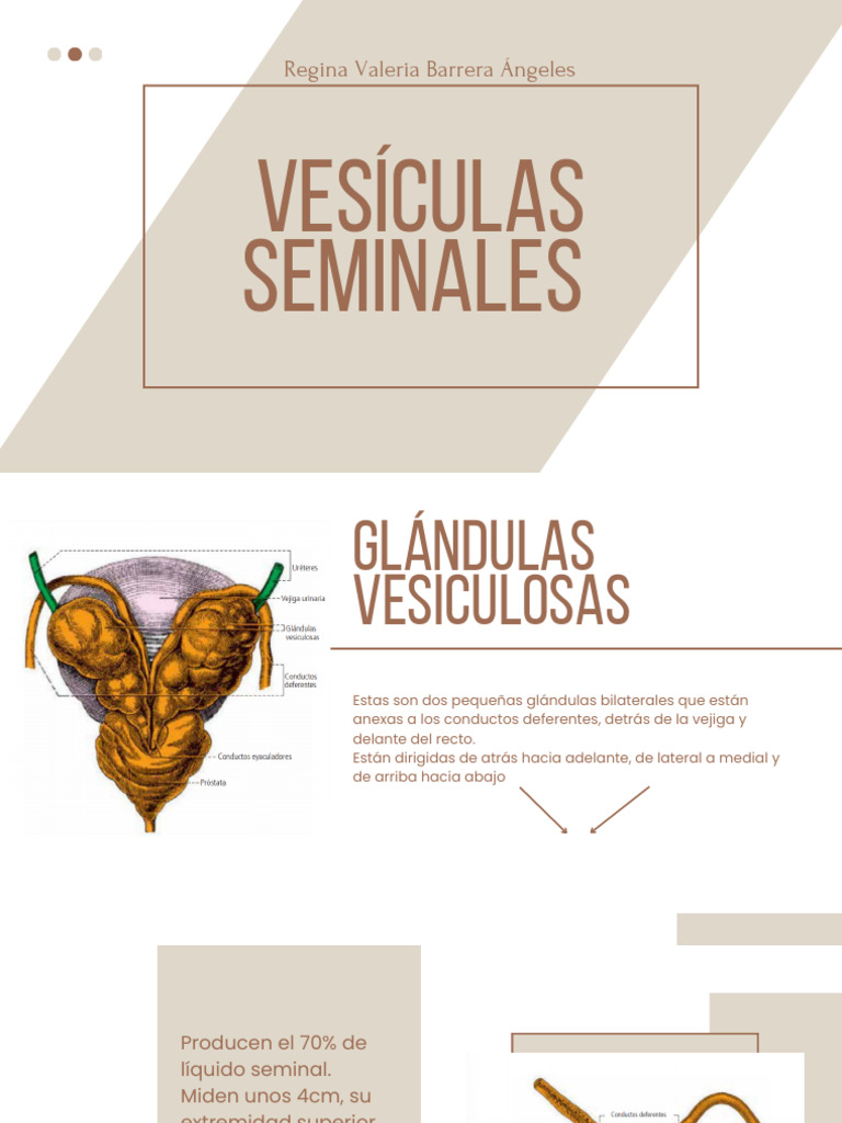 Conducto eyaculatorio, vesículas seminales | PDF | Próstata | Sistema ...