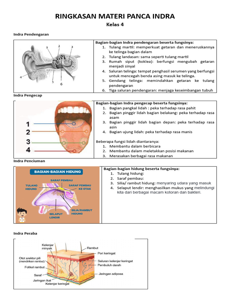 Ringkasan Materi Panca Indra | PDF
