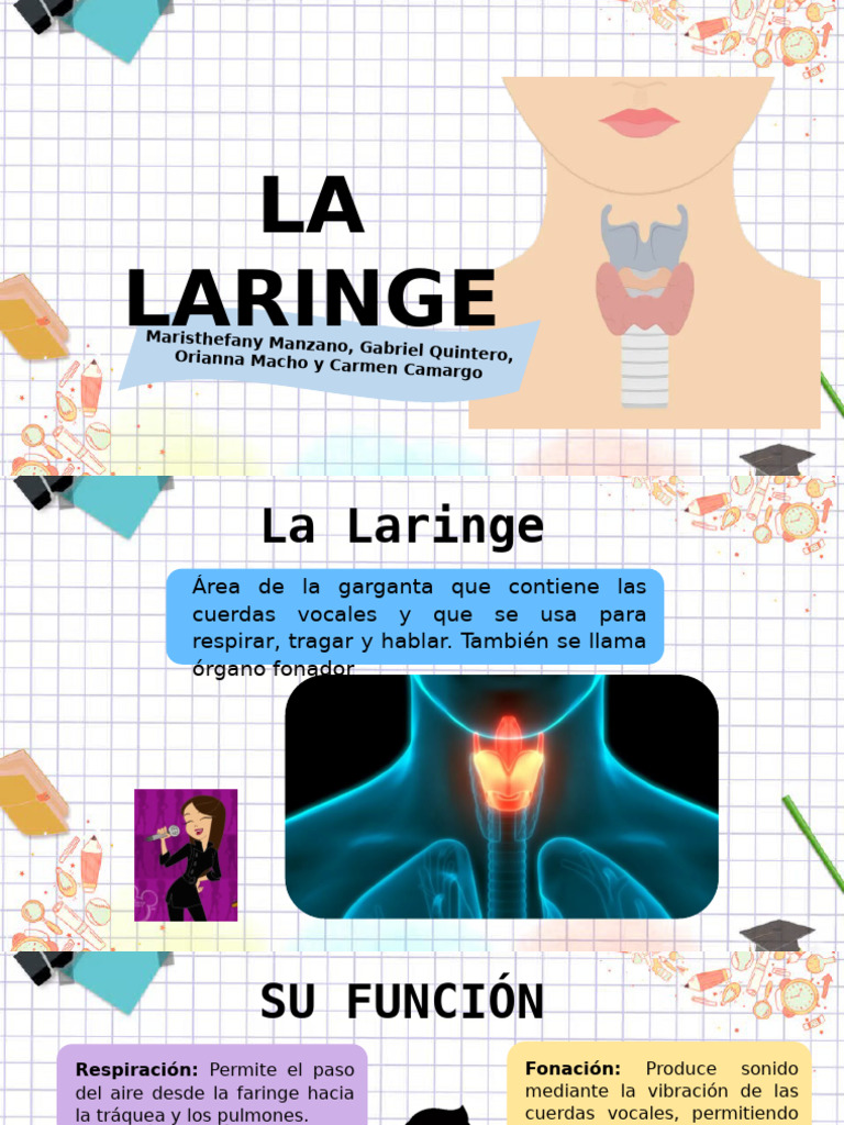 Funciones y Anatomía de la Laringe | PDF | Laringe | Otorrinolaringología