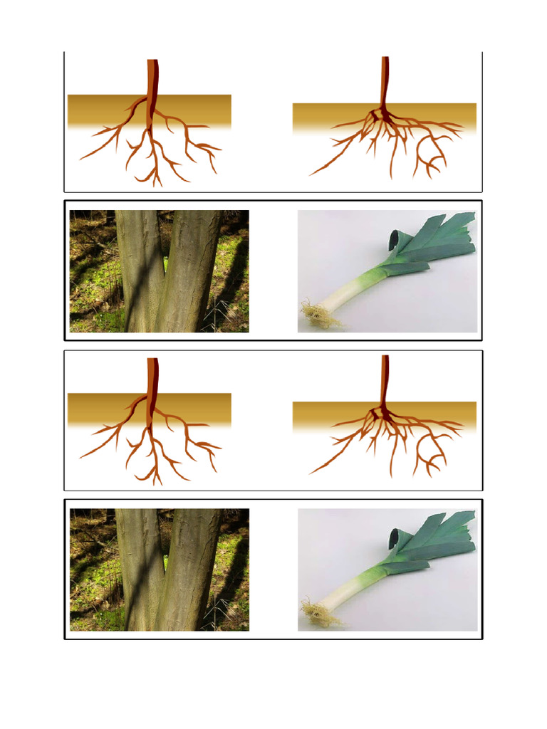 Gambar Akar Dan Batang | PDF